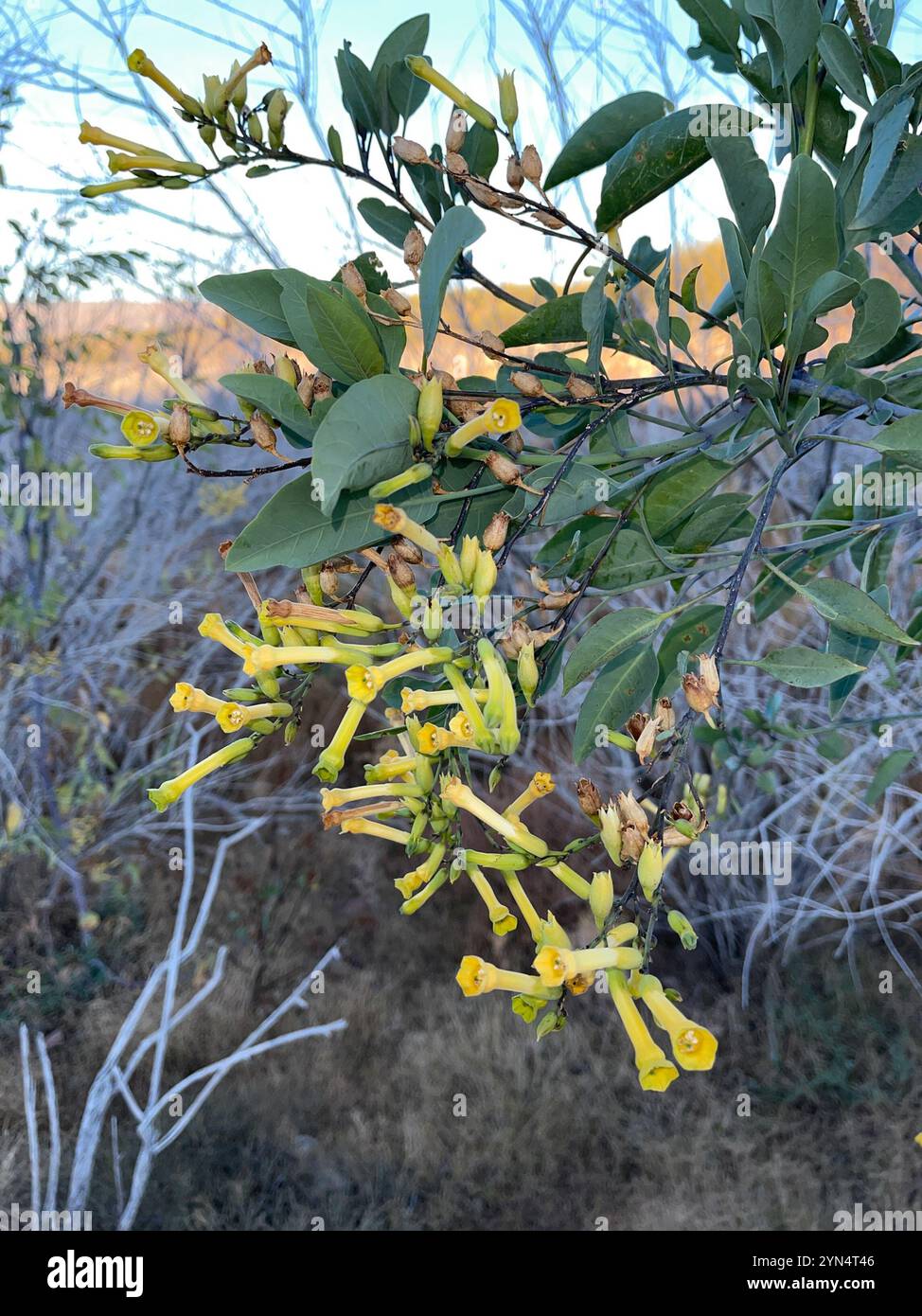 tree tobacco (Nicotiana glauca Stock Photo - Alamy