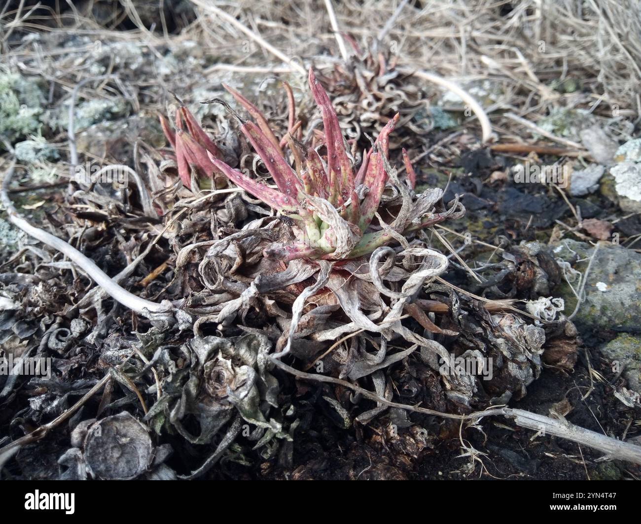 Benitos hi-res stock photography and images - Alamy