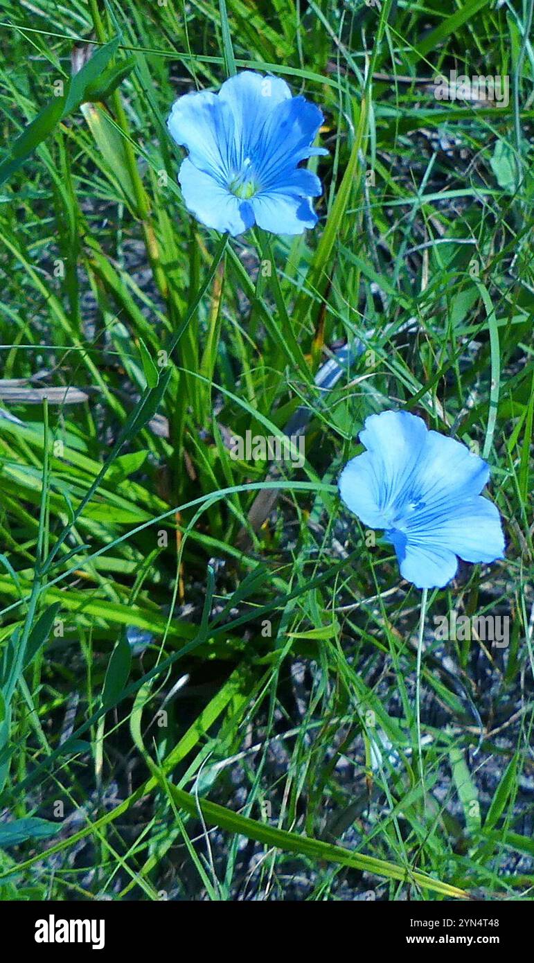 common flax (Linum usitatissimum Stock Photo - Alamy
