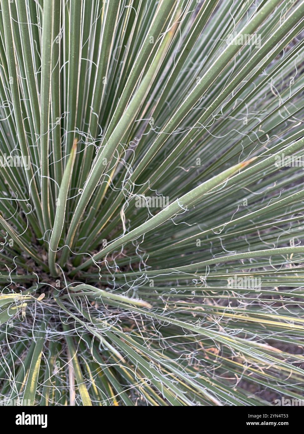 soaptree yucca (Yucca elata Stock Photo - Alamy