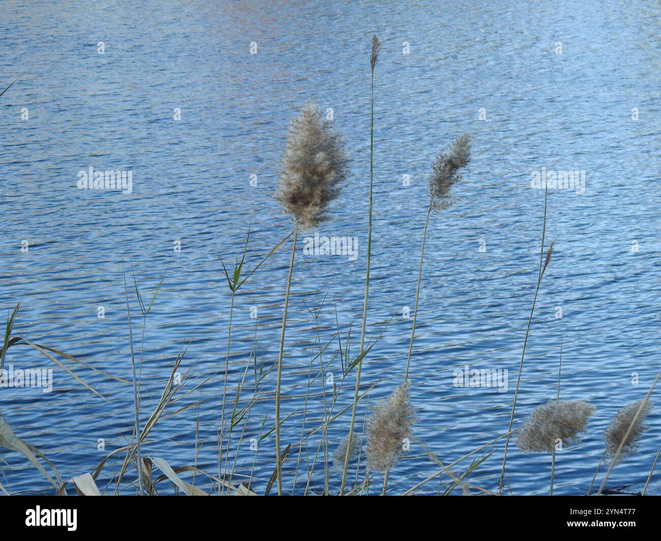common reed (Phragmites australis Stock Photo - Alamy