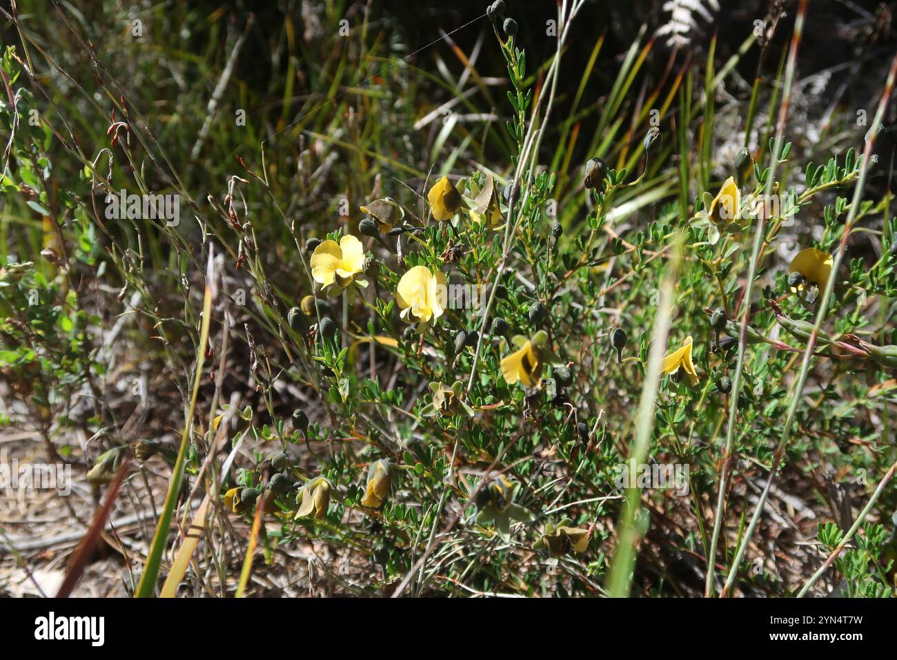 Common wedge pea hi-res stock photography and images - Alamy