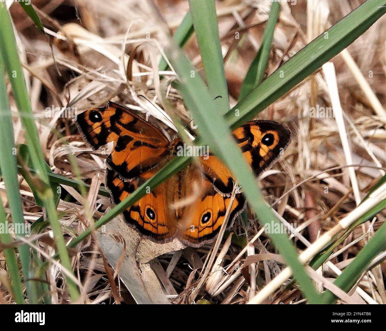 Common Brown (Heteronympha merope Stock Photo - Alamy