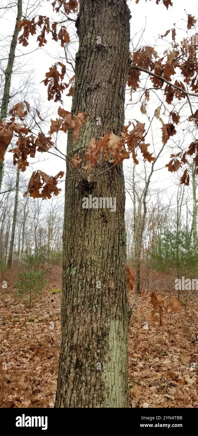 White Oak Quercus Alba Stock Photo Alamy