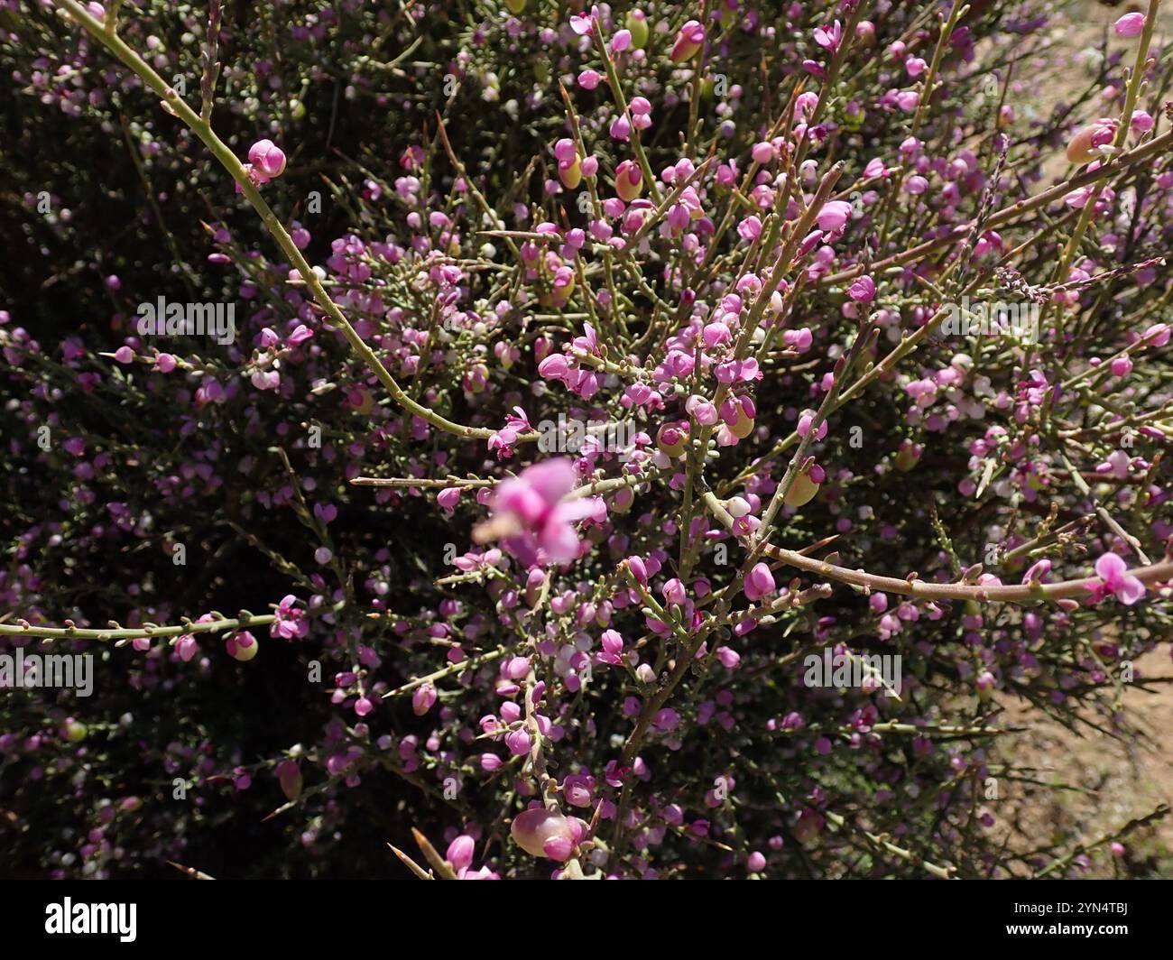 tortoise berry (Muraltia spinosa Stock Photo - Alamy