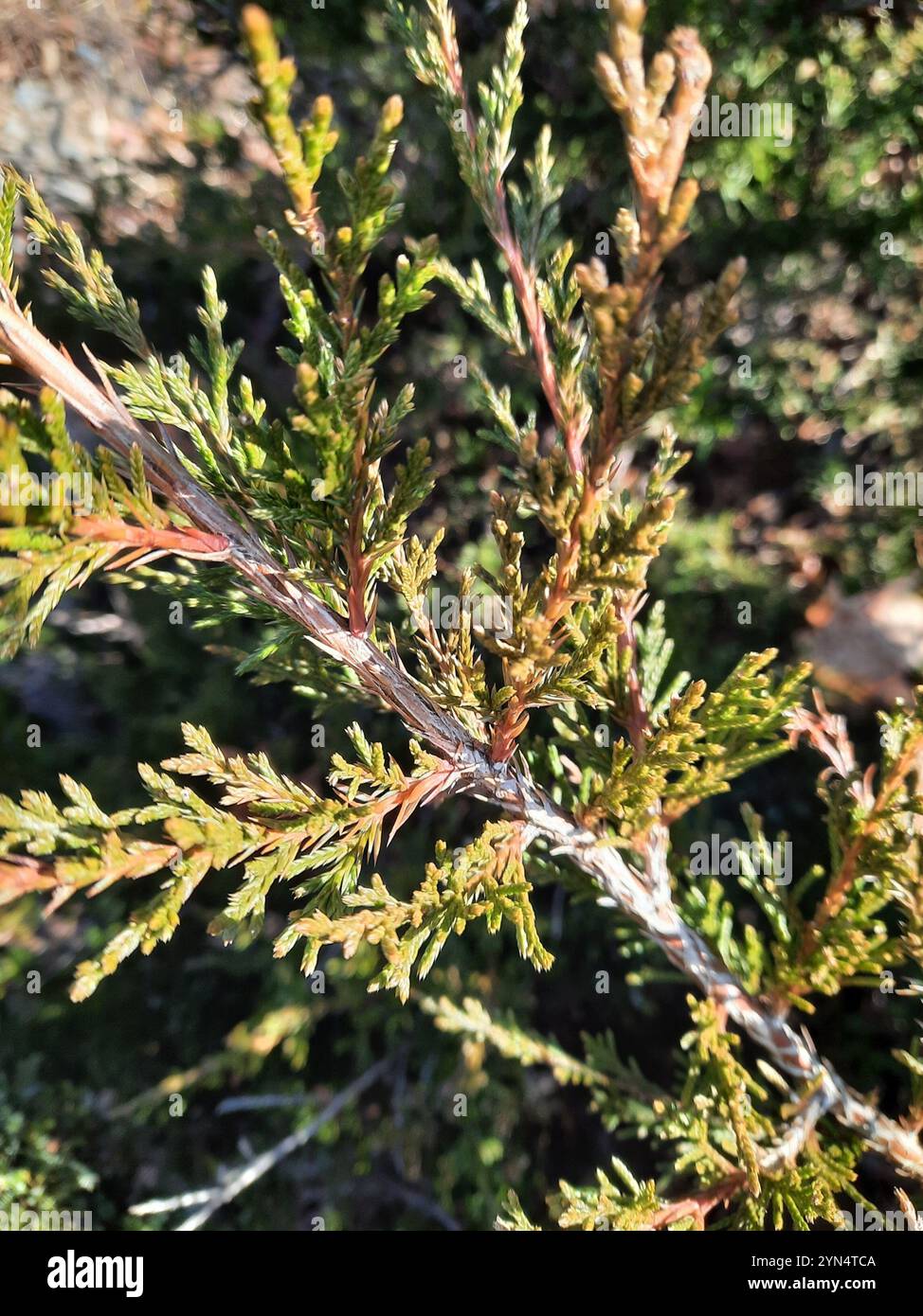eastern redcedar (Juniperus virginiana Stock Photo - Alamy