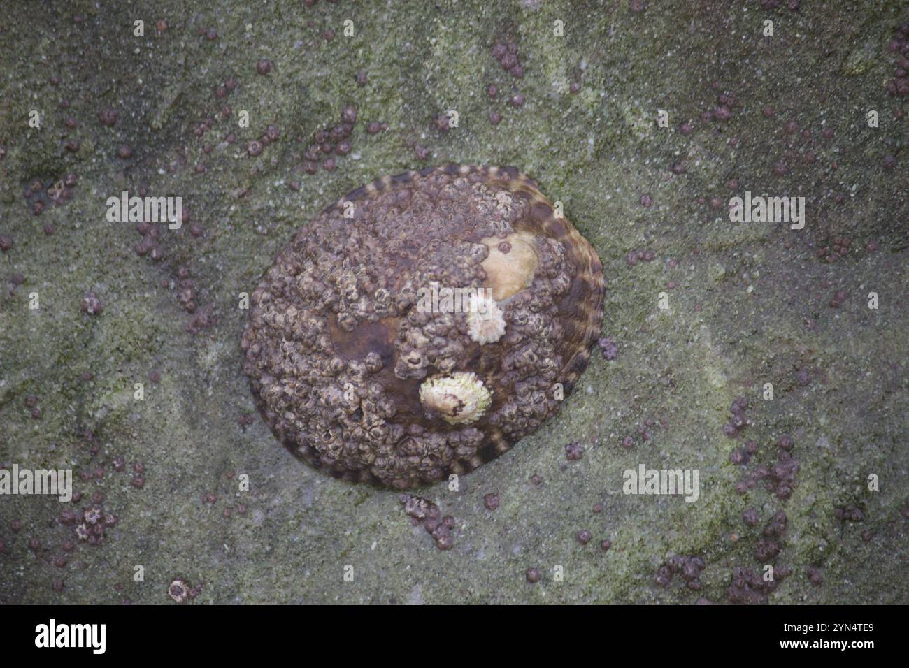 Owl Limpet (Lottia gigantea Stock Photo - Alamy