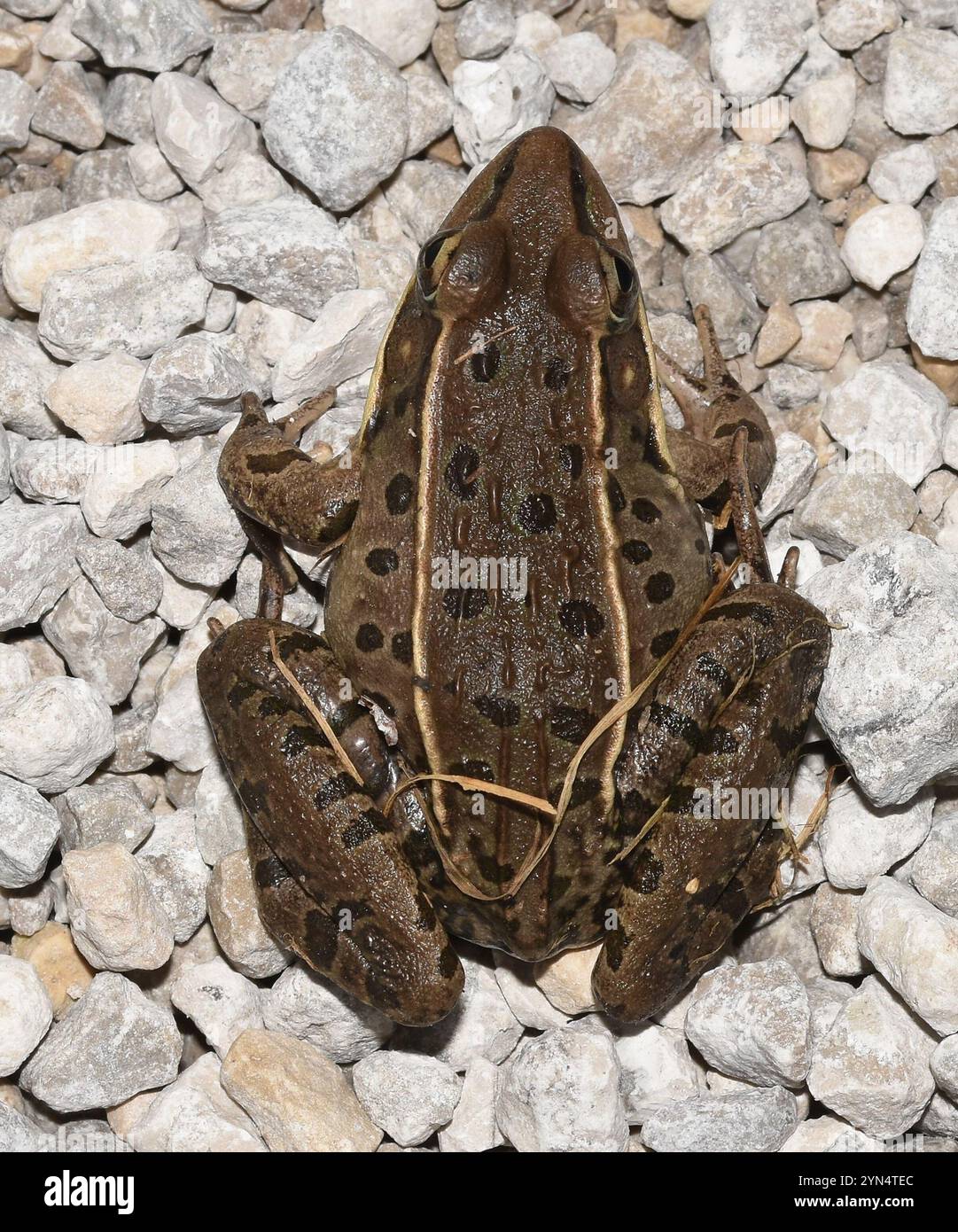 Southern Leopard Frog (Lithobates sphenocephalus Stock Photo - Alamy