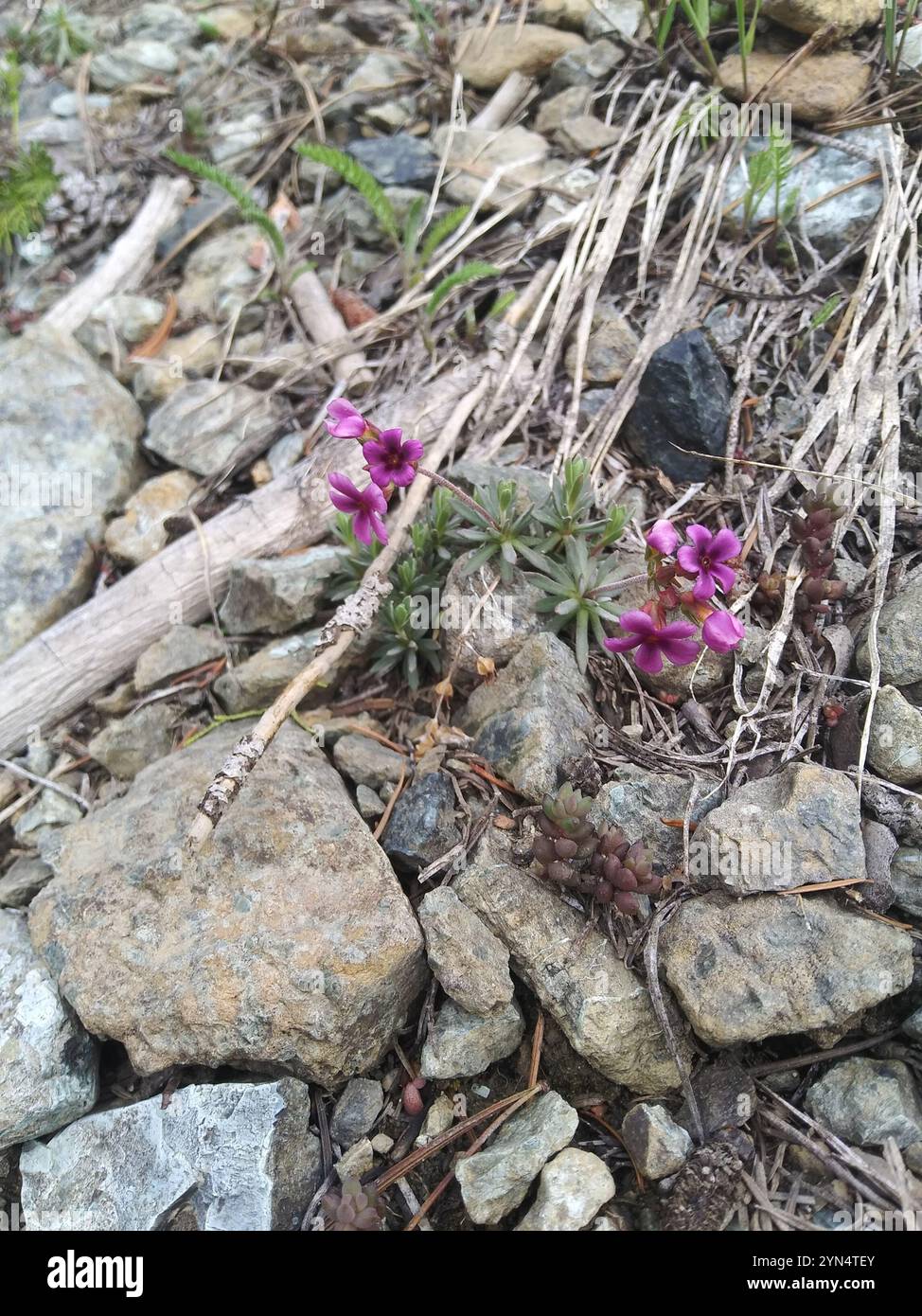snow dwarf primrose (Androsace nivalis Stock Photo - Alamy