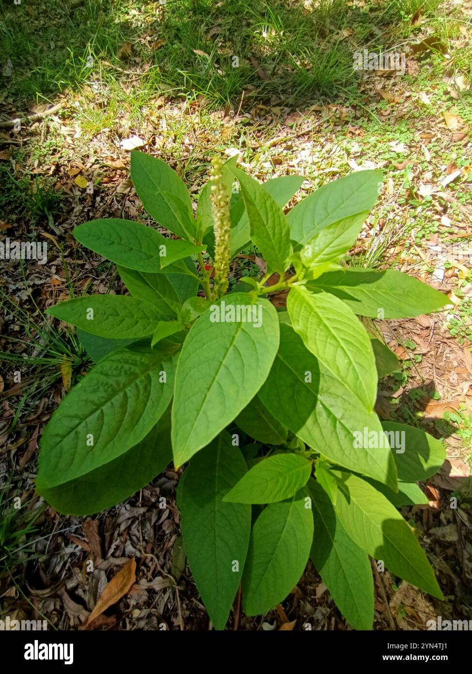 Inkweed hi-res stock photography and images - Alamy