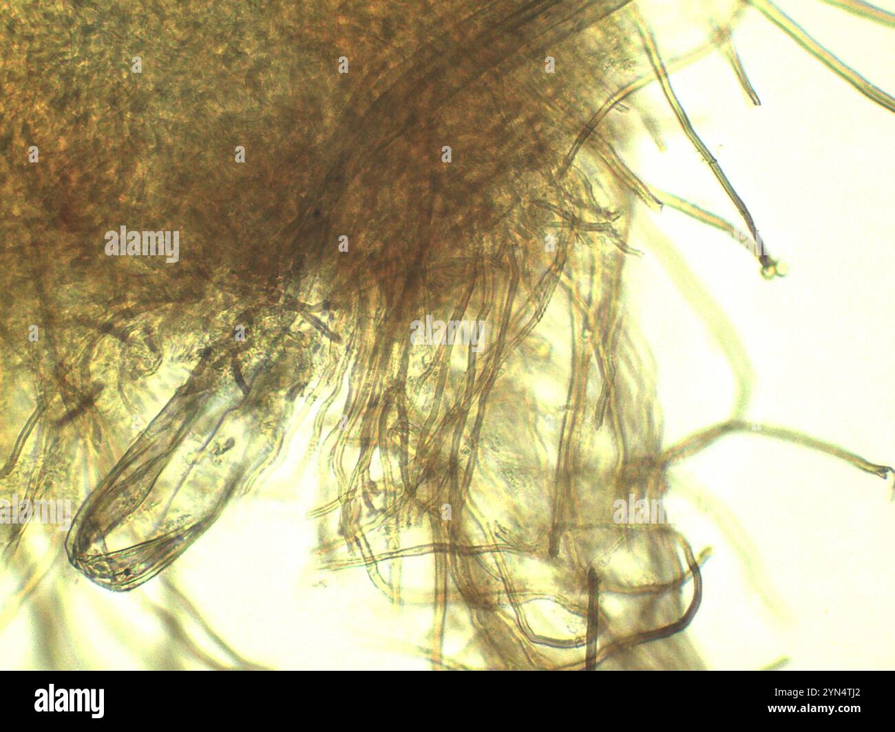 Stringy Butt Rot (Poriella subacida Stock Photo - Alamy