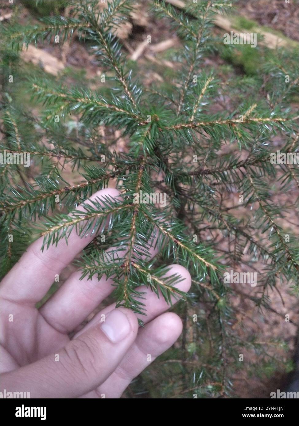 red spruce (Picea rubens Stock Photo - Alamy