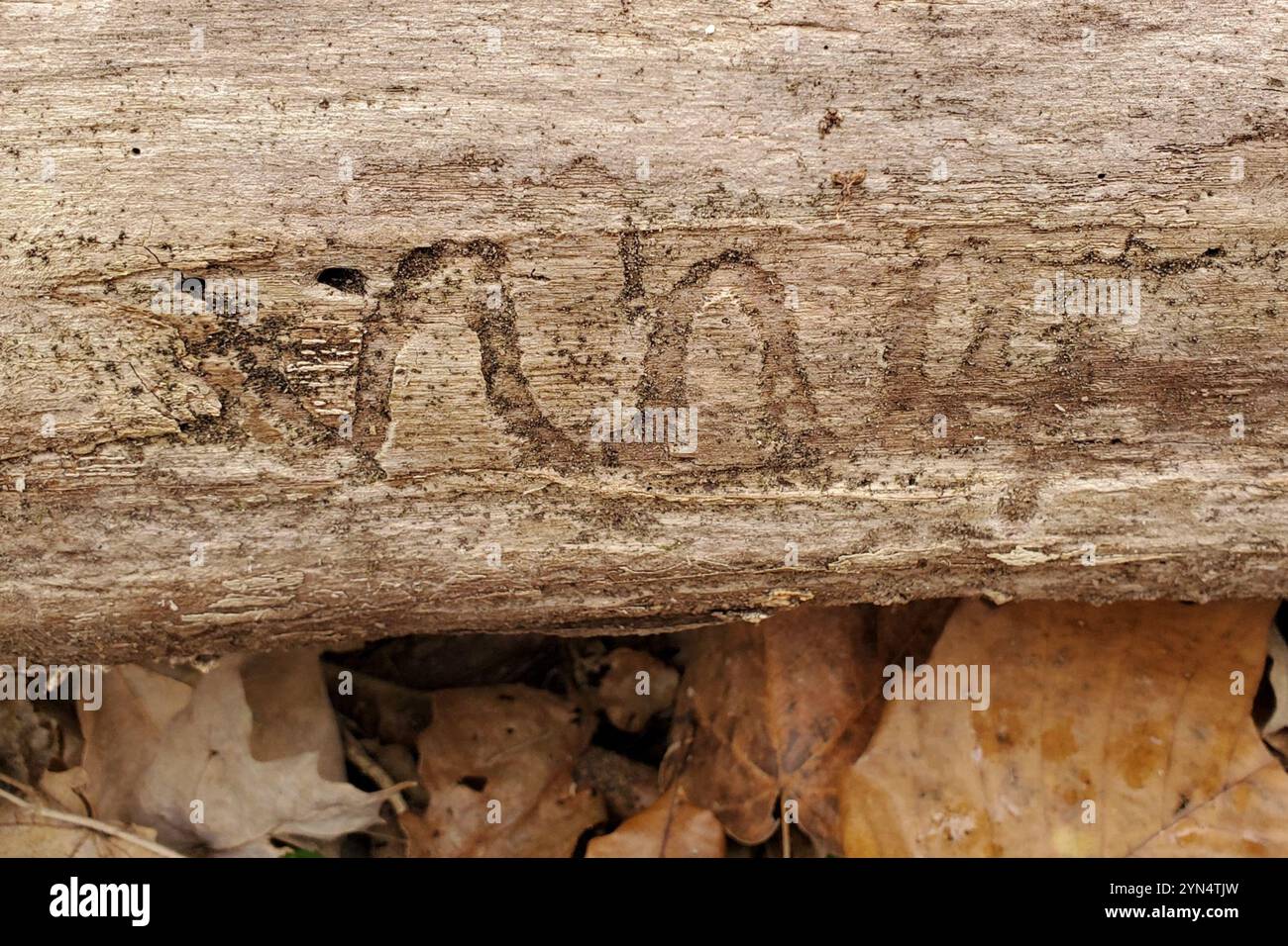 Emerald Ash Borer (Agrilus planipennis Stock Photo - Alamy