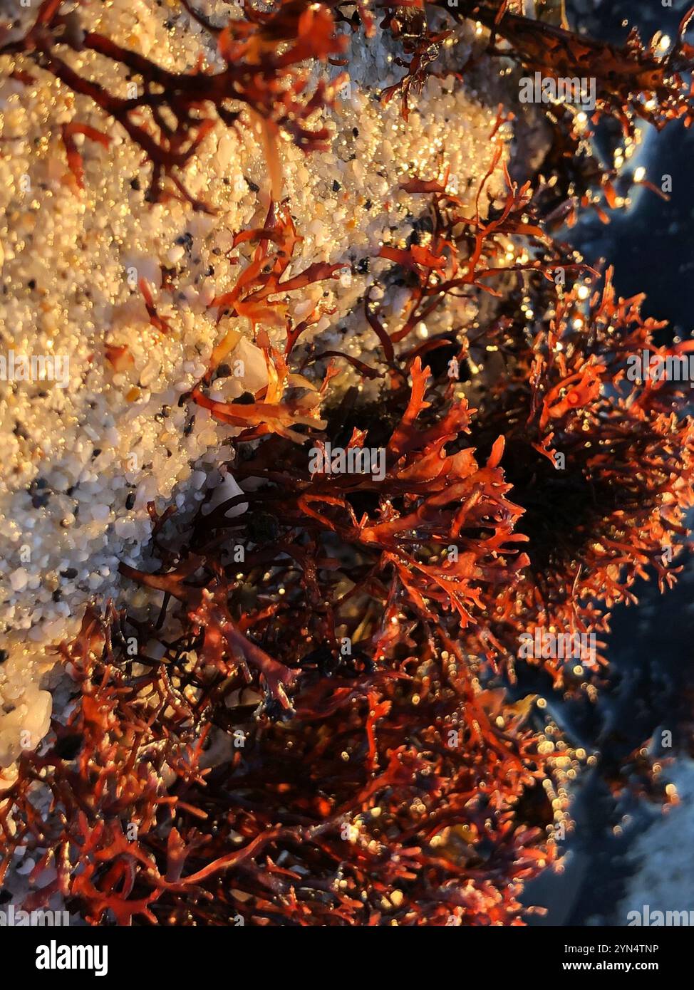 red algae (Rhodophyta Stock Photo - Alamy