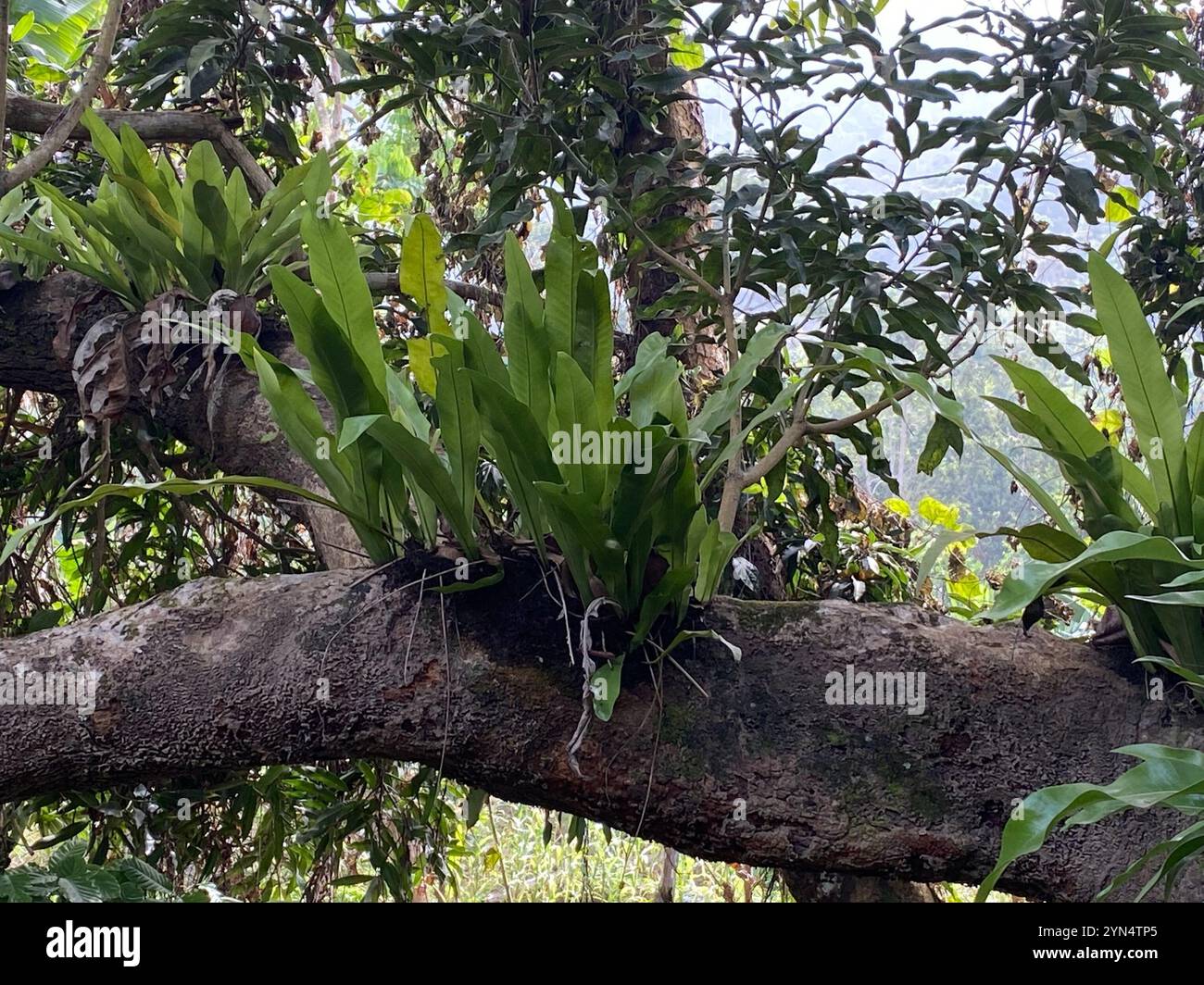 Elkhorn fern (Microsorum punctatum Stock Photo - Alamy