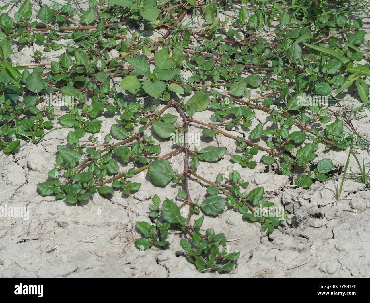 desert horse purslane (Trianthema portulacastrum Stock Photo - Alamy