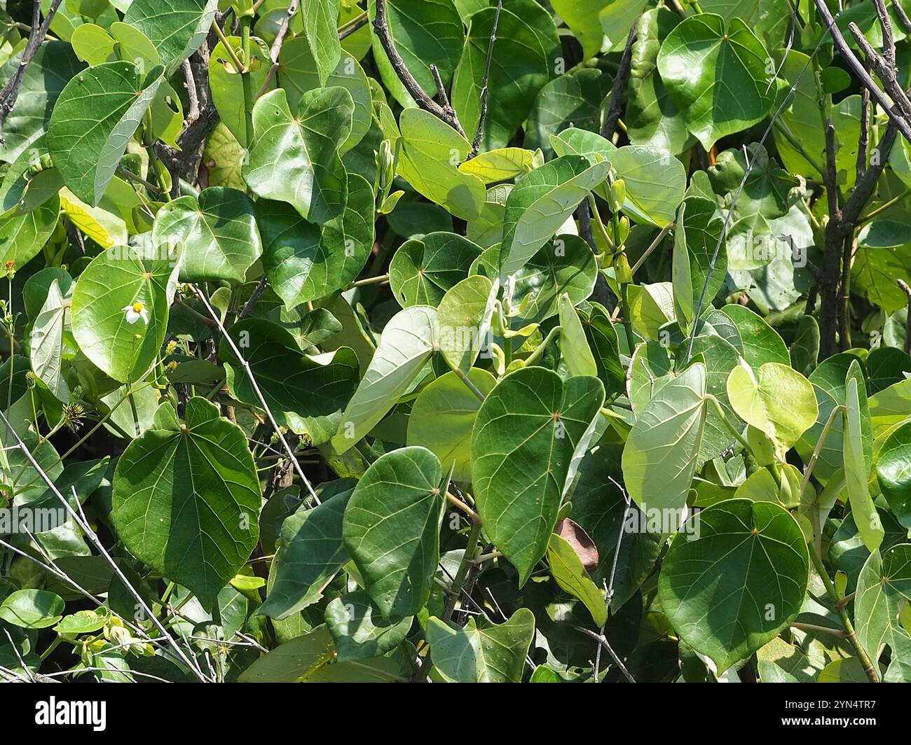 sea hibiscus (Hibiscus tiliaceus Stock Photo - Alamy