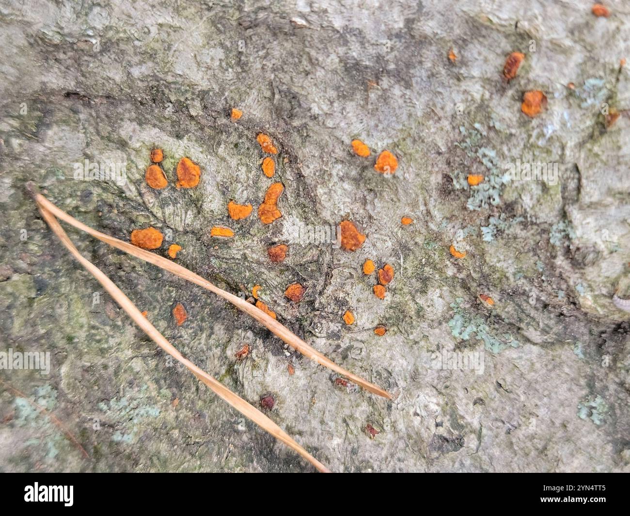 orange hobnail canker (Amphilogia gyrosa Stock Photo - Alamy