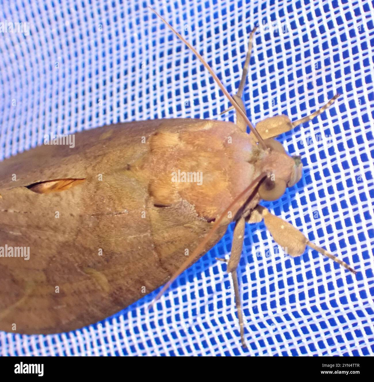 African Common Fruit-piercing Moth (Eudocima afrikana Stock Photo - Alamy
