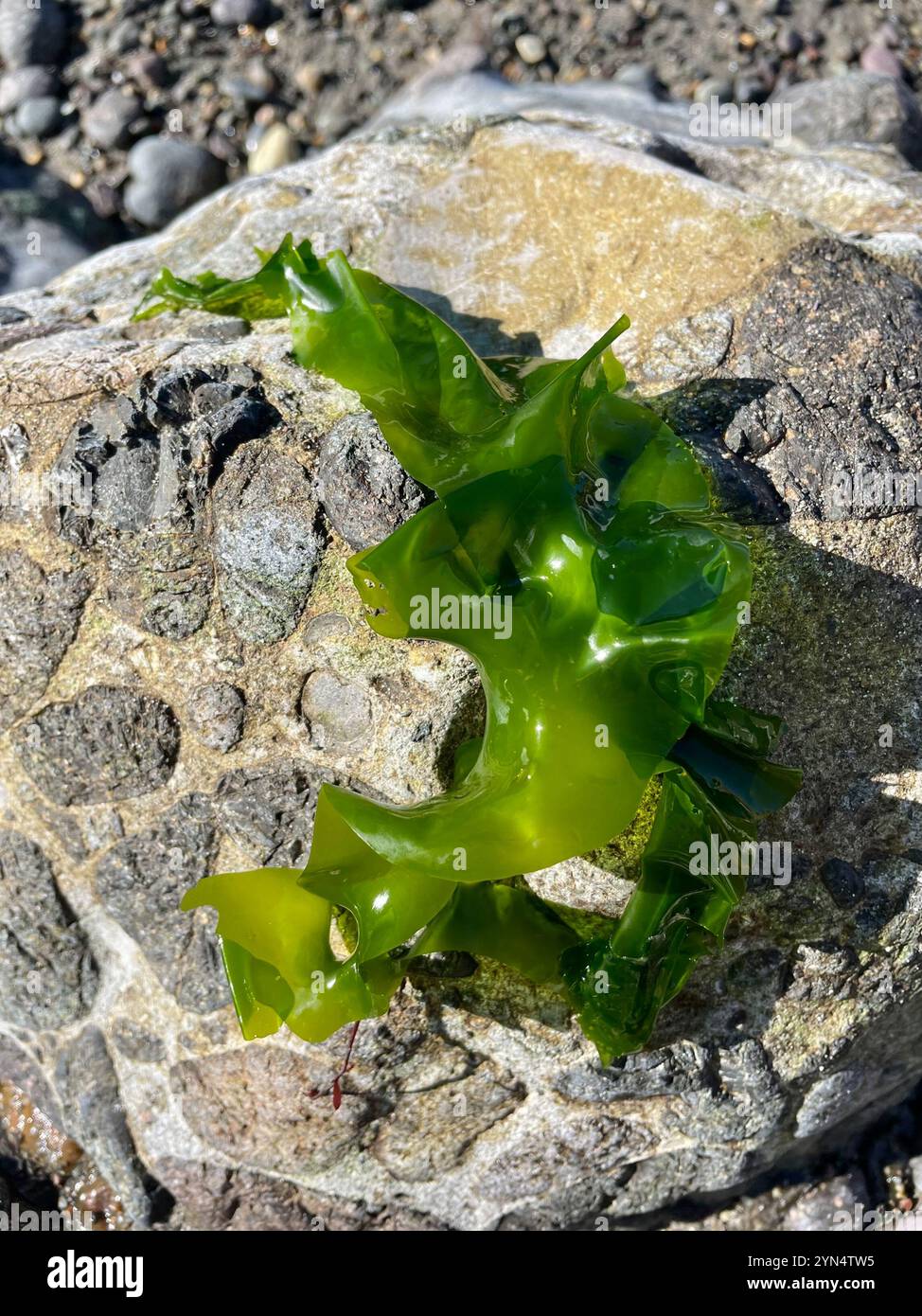 Broadleaf Sea Lettuce (Ulva lactuca Stock Photo - Alamy