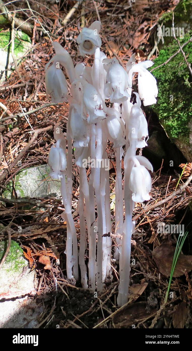 Ghost Pipe (Monotropa uniflora Stock Photo - Alamy