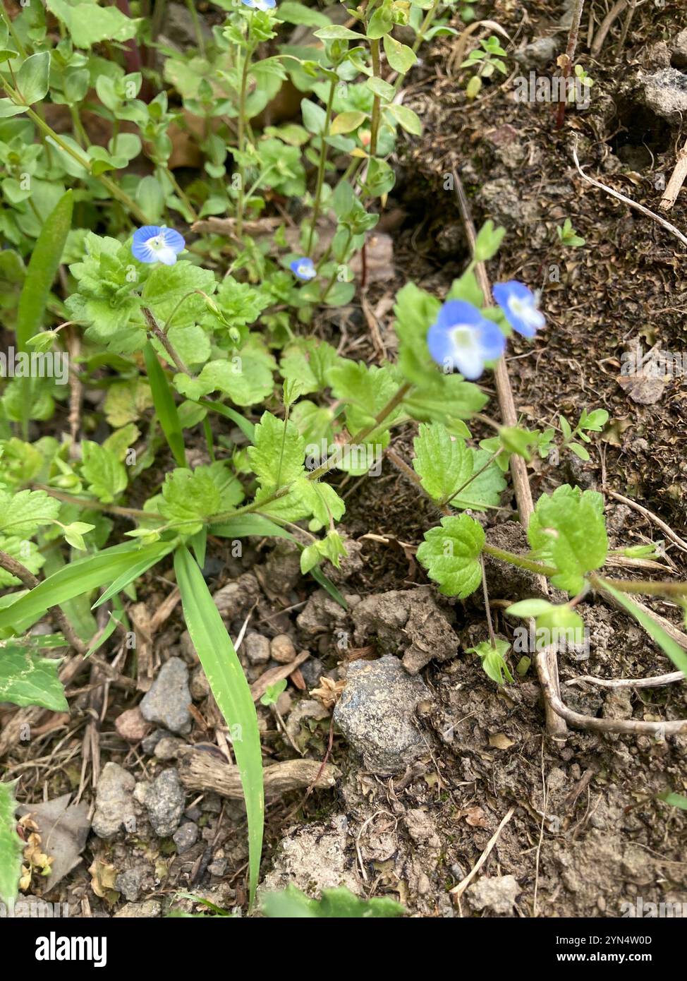 bird's-eye speedwell (Veronica persica Stock Photo - Alamy