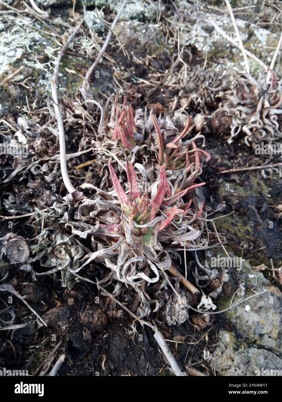 San benitos hi-res stock photography and images - Alamy