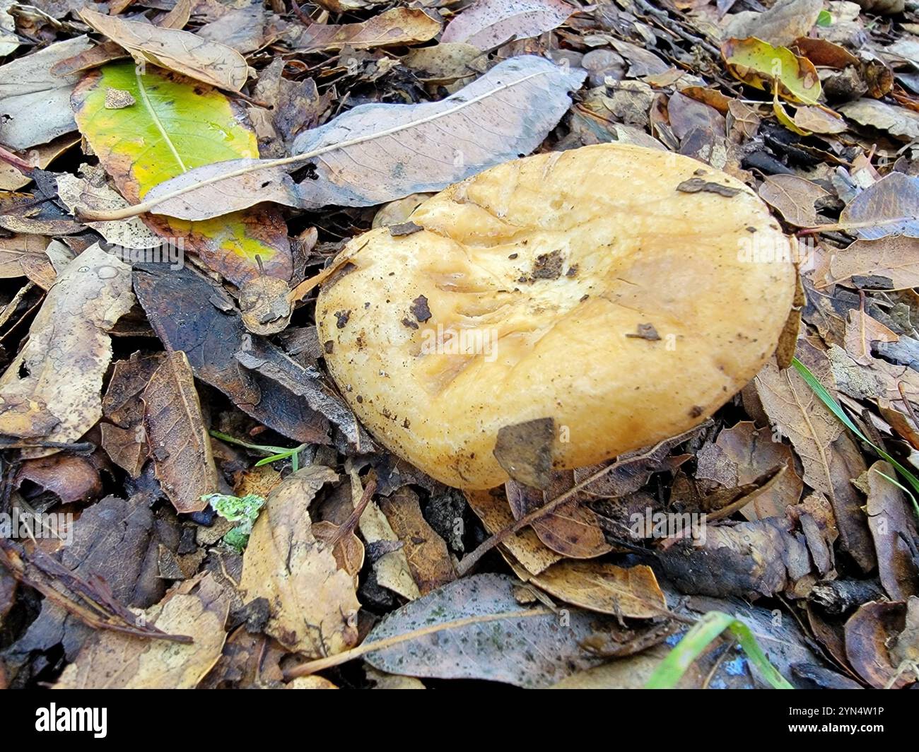 golden milkcap (Lactarius alnicola Stock Photo - Alamy
