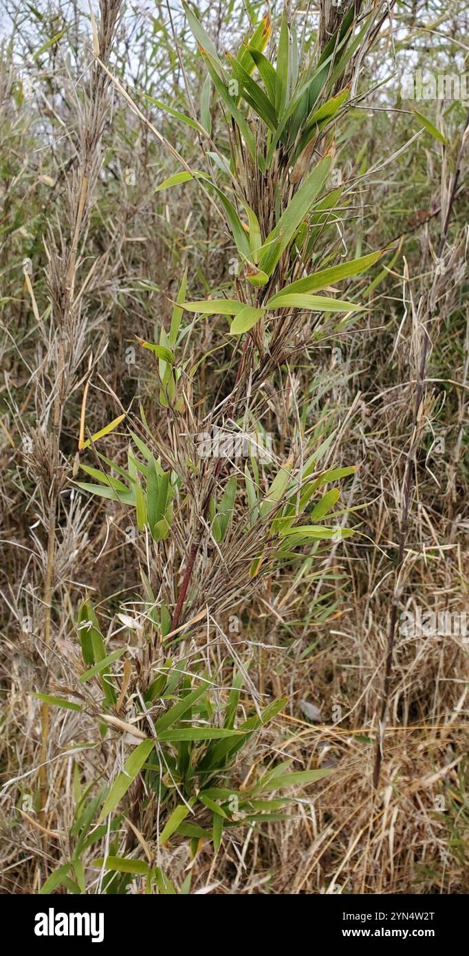 river cane (Arundinaria gigantea Stock Photo - Alamy