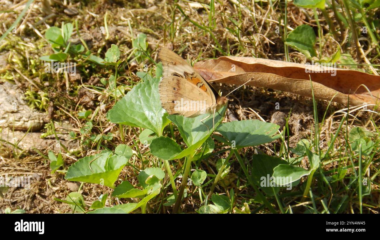 Common Buckeye (Junonia coenia Stock Photo - Alamy