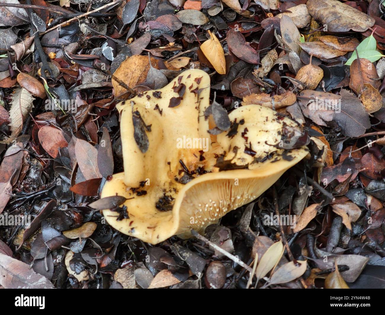 golden milkcap (Lactarius alnicola Stock Photo - Alamy