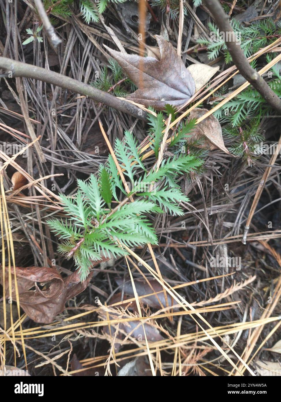 combleaf mermaidweed (Proserpinaca pectinata Stock Photo - Alamy