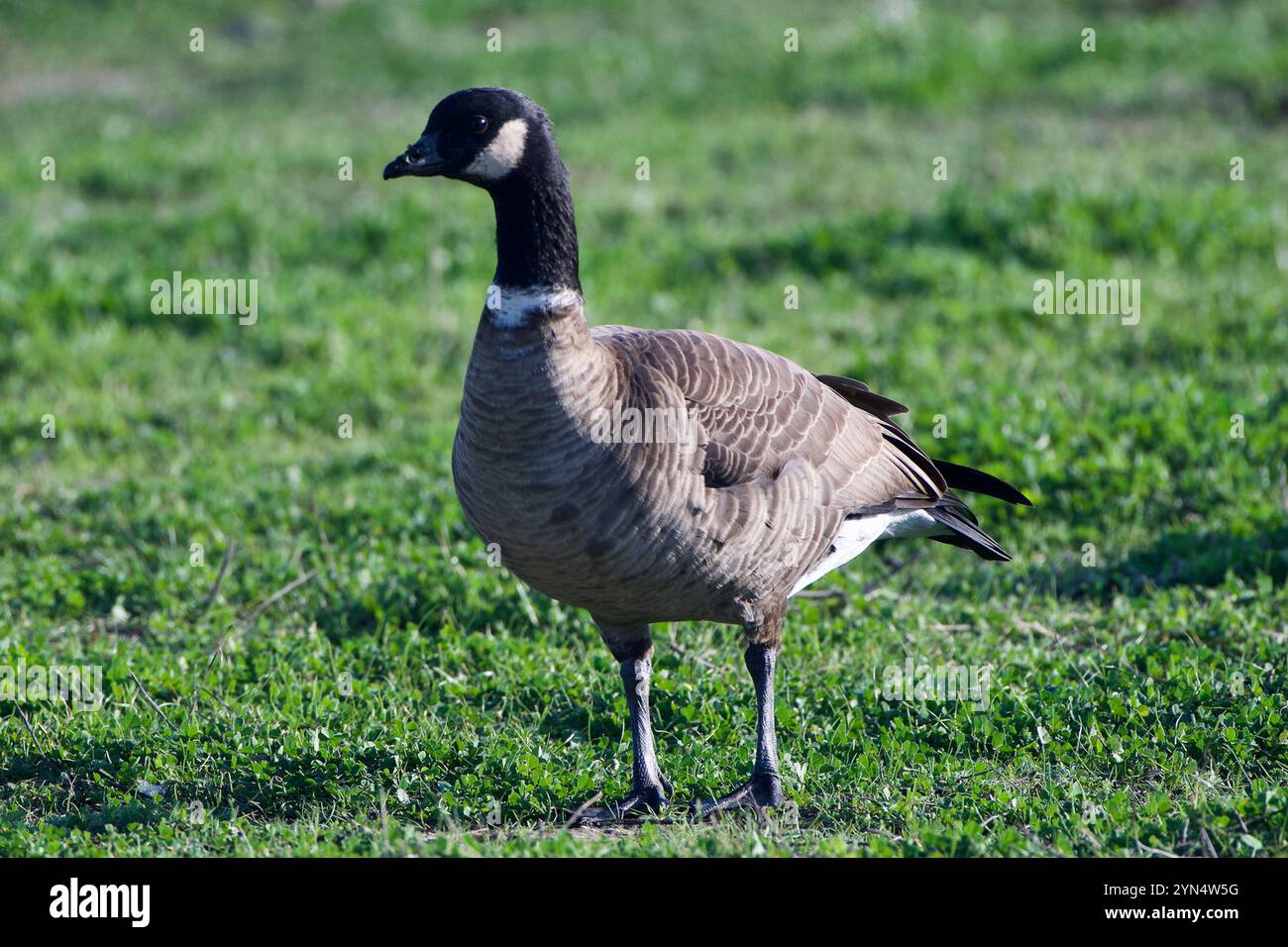Aleutian goose hi-res stock photography and images - Alamy