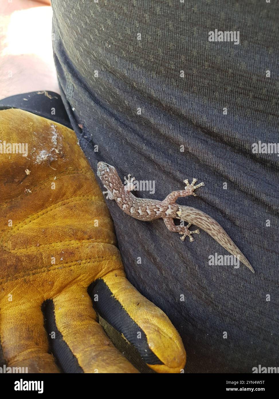 Southern Marbled Gecko (Christinus marmoratus Stock Photo - Alamy
