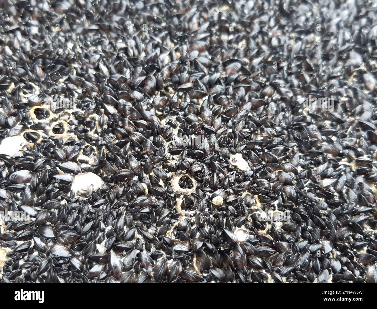 True Mussels (Mytilidae Stock Photo - Alamy