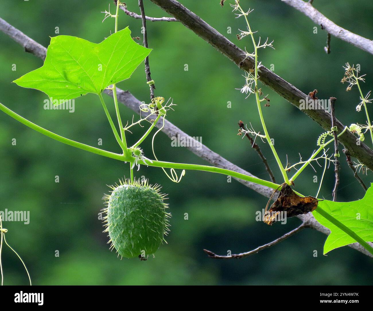 wild cucumber (Echinocystis lobata Stock Photo - Alamy