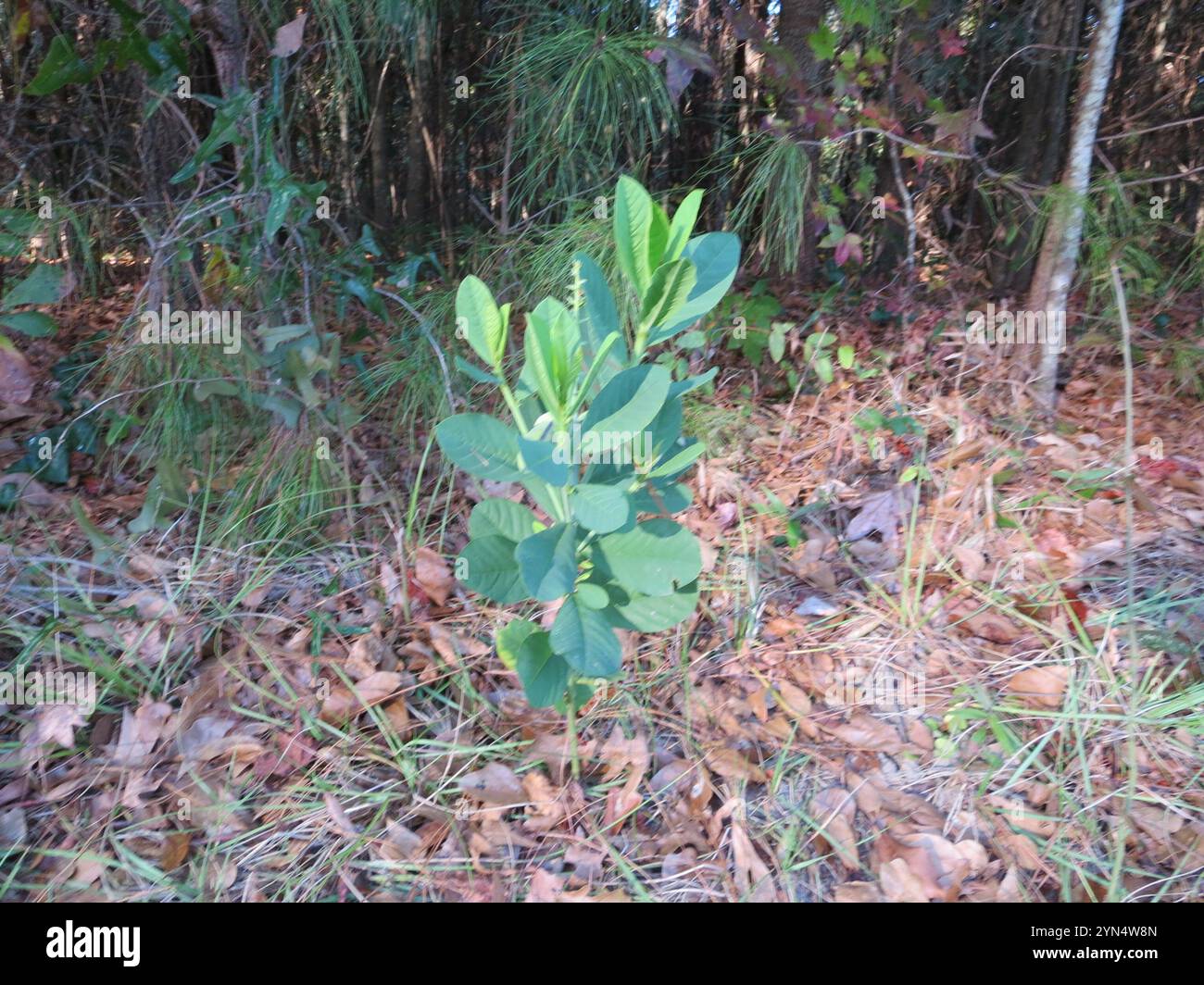 Showy Rattlebox (Crotalaria spectabilis Stock Photo - Alamy