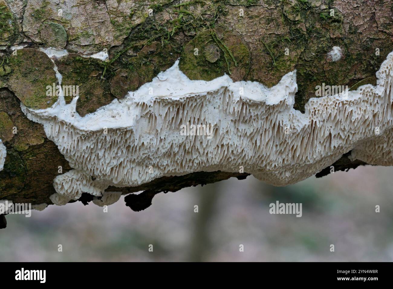 Milk-white Toothed Polypore (Irpex lacteus Stock Photo - Alamy