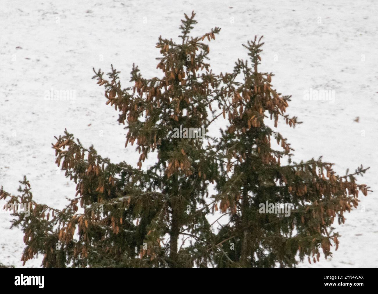 Norway spruce (Picea abies Stock Photo - Alamy