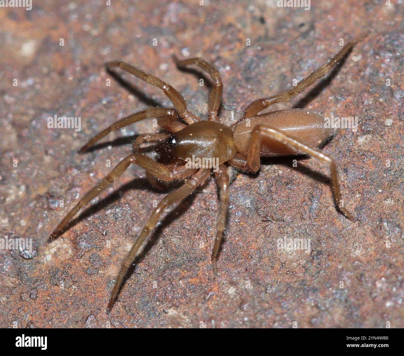 Woodlouse spiders hi-res stock photography and images - Alamy