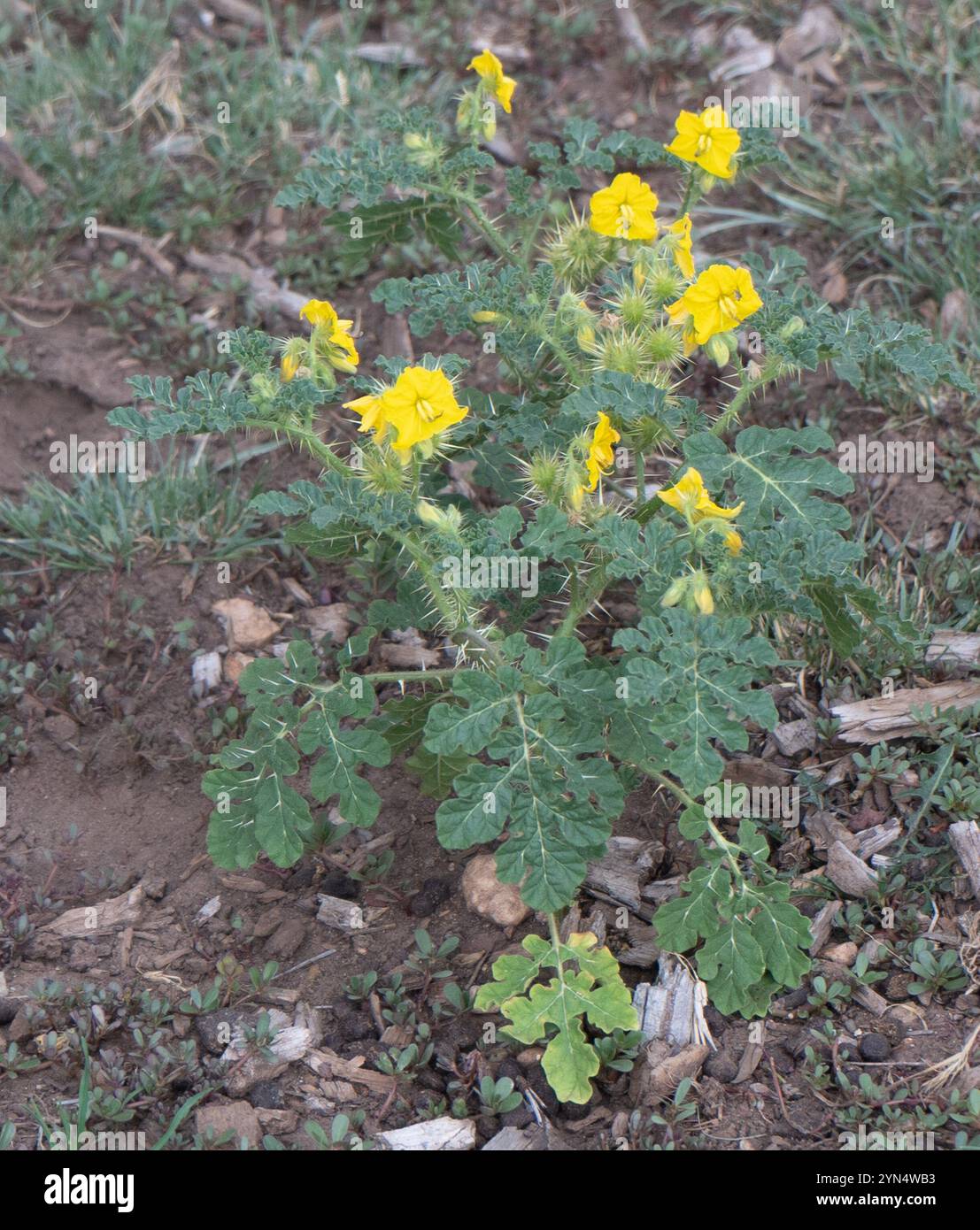 buffalo-bur (Solanum rostratum Stock Photo - Alamy