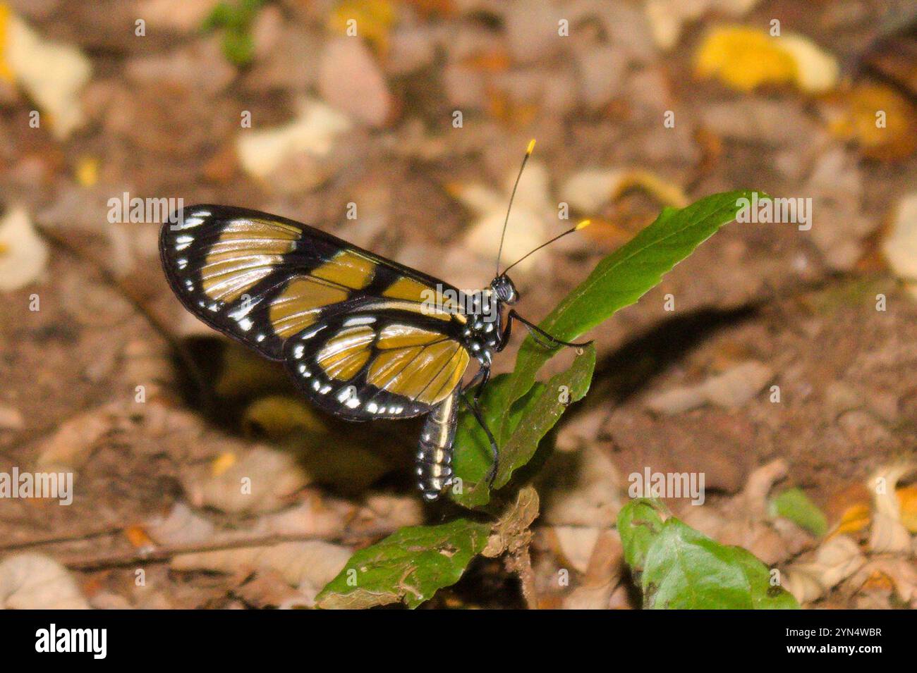 themisto amberwing (Methona themisto Stock Photo - Alamy