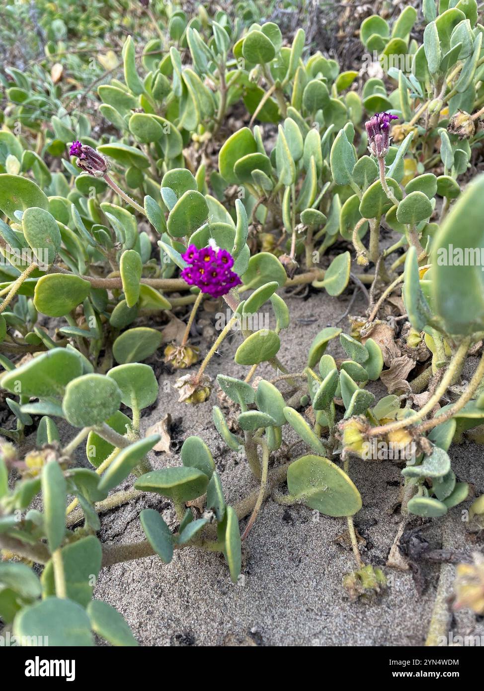 red sand-verbena (Abronia maritima Stock Photo - Alamy