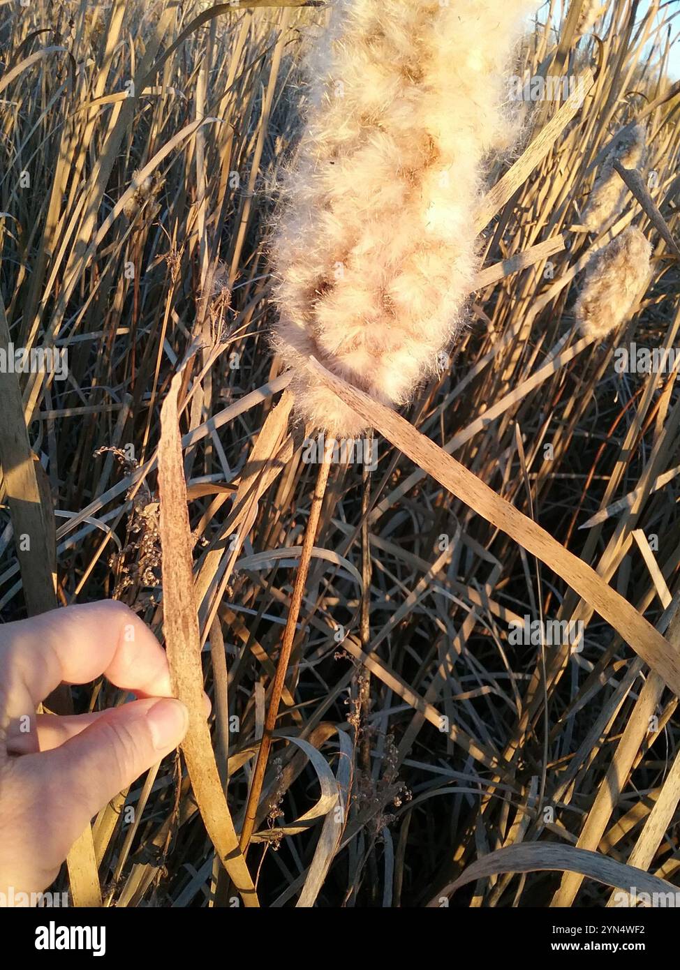narrow-leaved cattail (Typha angustifolia Stock Photo - Alamy
