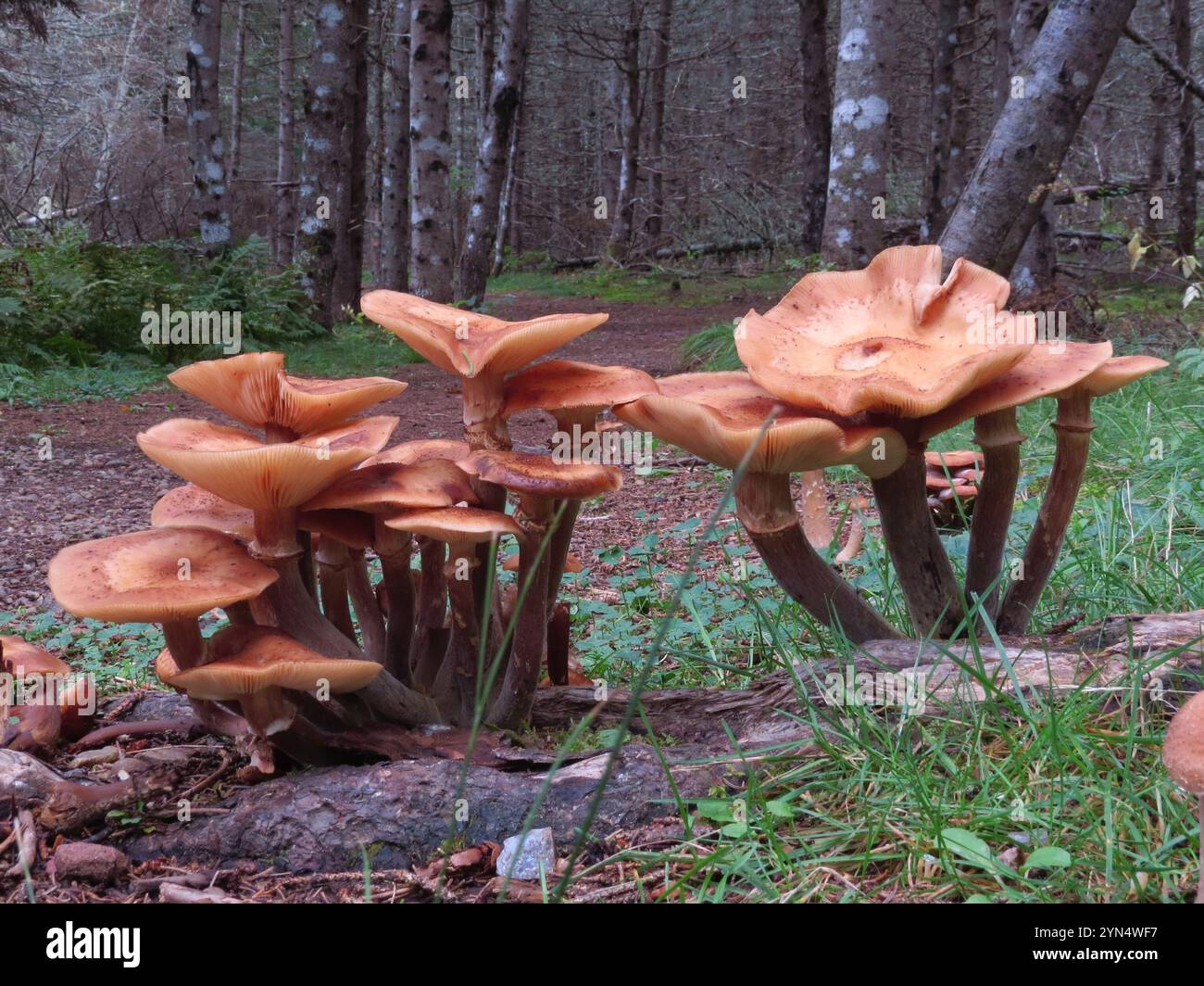 honey mushrooms (Armillaria Stock Photo - Alamy