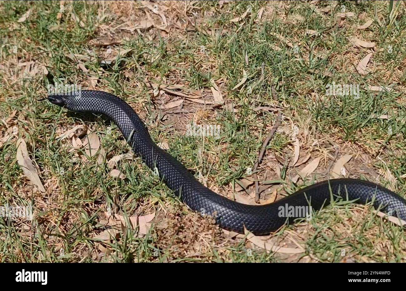Red-bellied Black Snake (Pseudechis porphyriacus Stock Photo - Alamy
