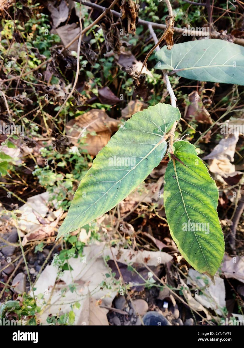 drooping fig (Ficus semicordata Stock Photo - Alamy