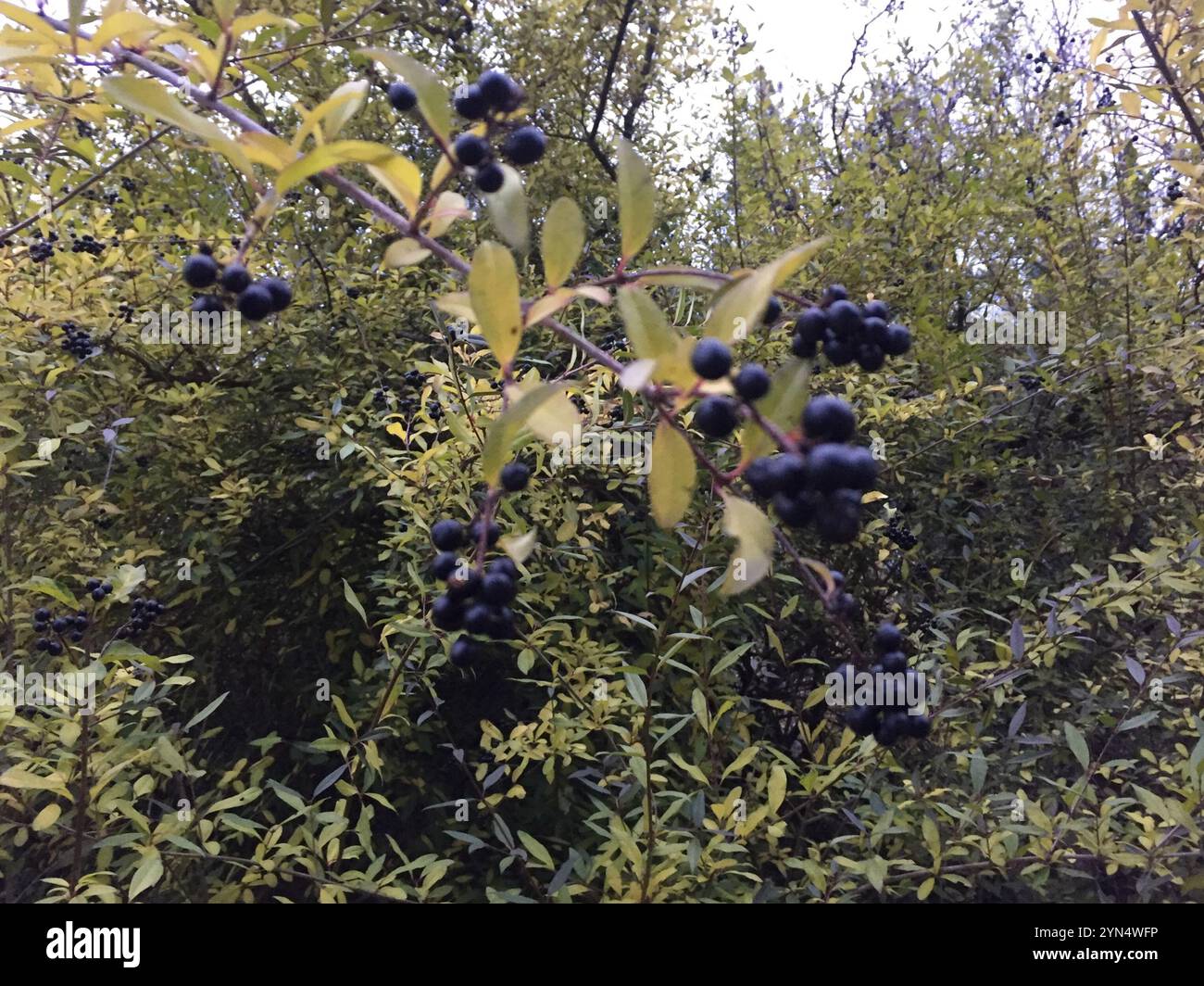 Common Privet (Ligustrum vulgare Stock Photo - Alamy