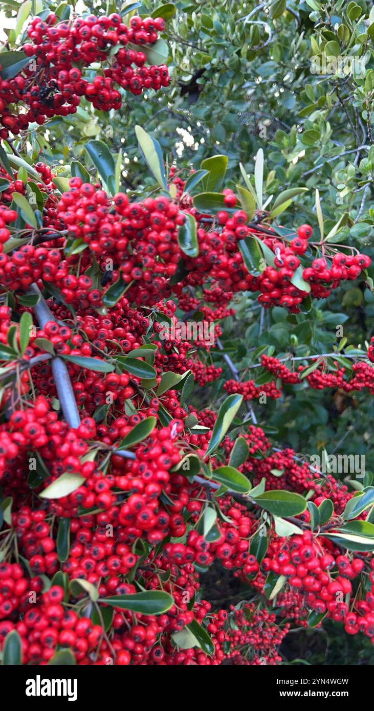 Firethorn (Pyracantha coccinea Stock Photo - Alamy