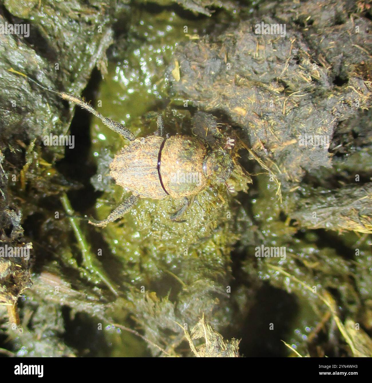 Spider Dung Beetles (Sisyphus Stock Photo - Alamy